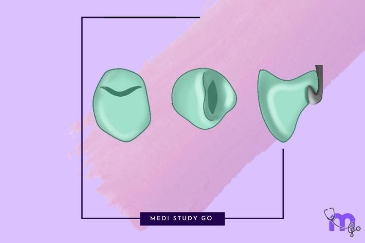 Complete Guide to Rest and Rest Seats in Removable Partial Dentures ...