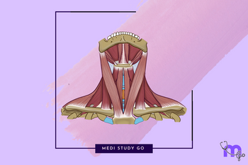 The Complete Guide to Sternocleidomastoid Muscle: Anatomy, Function ...