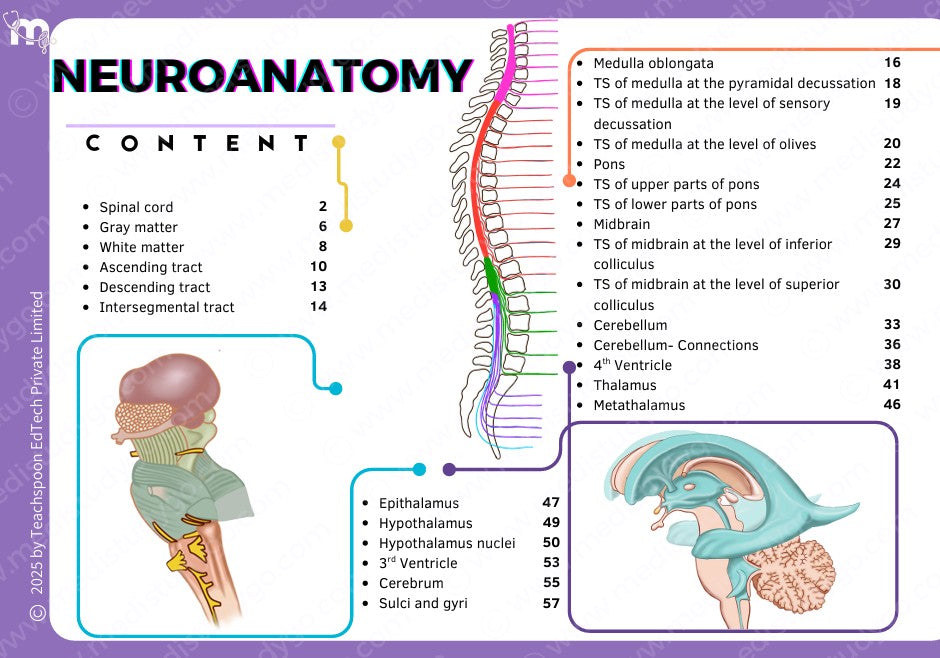 Neuroanatomy – Medi Study Go