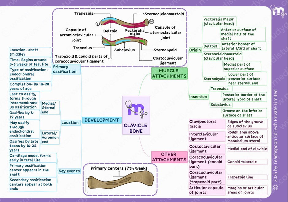 Mind maps (Medical) – Medi Study Go
